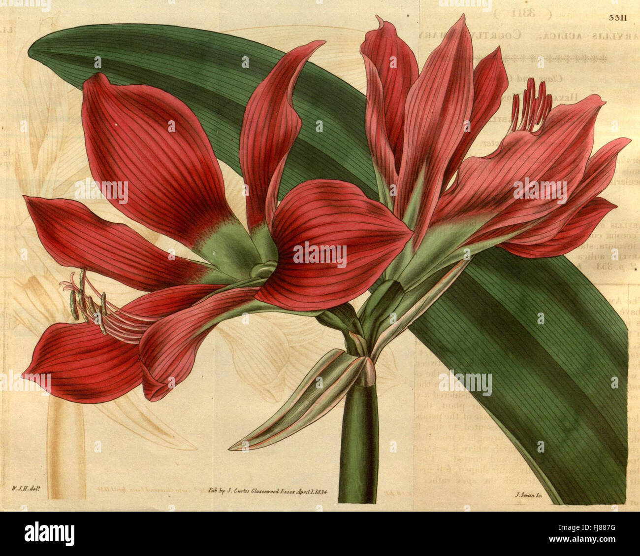 A detailed botanical plate from Curtis's magazine, showcasing the ...