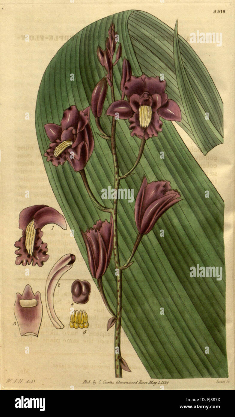Curtis's Botanical Magazine, housed in the Peter H. Raven Library at ...
