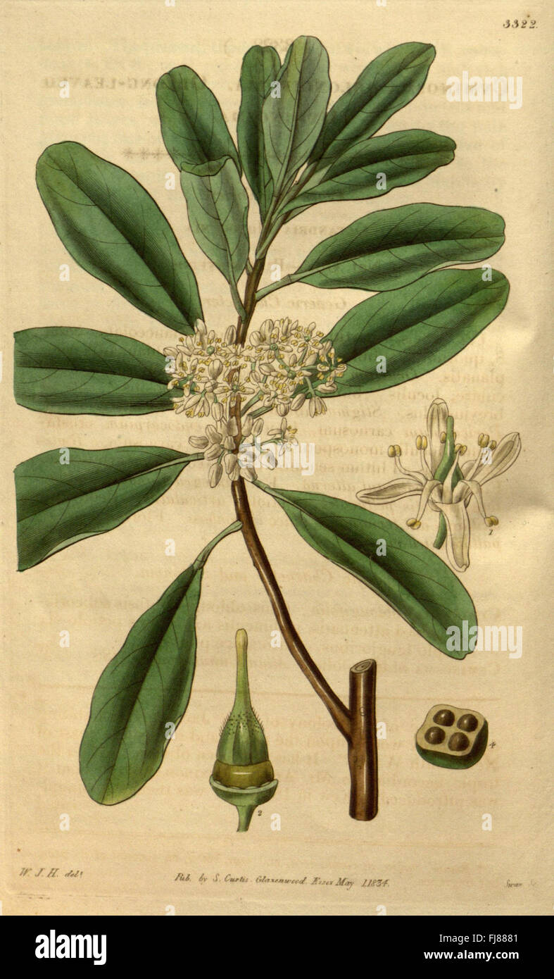 Detailed botanical drawings showcasing hi-res stock photography and ...