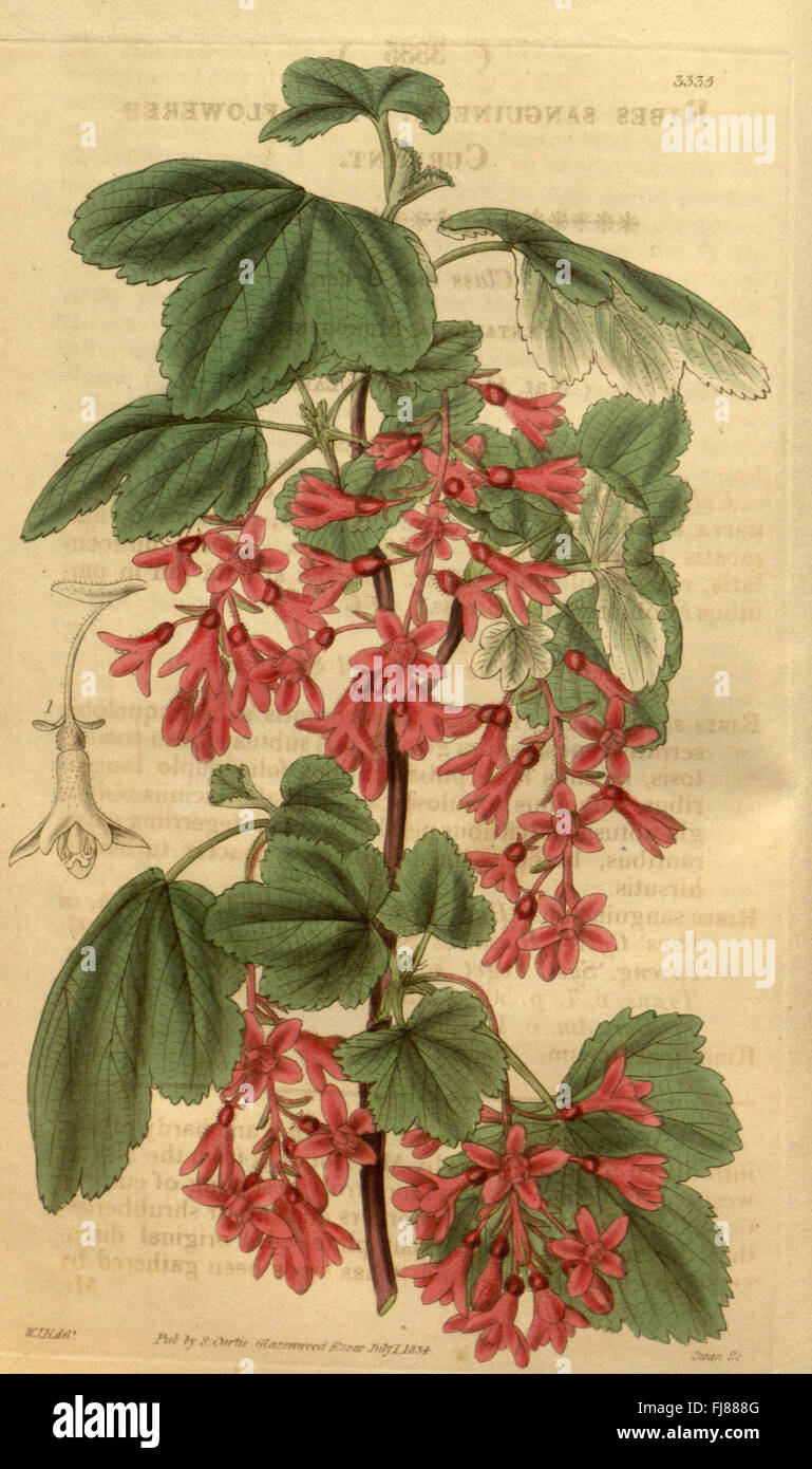 Botany, Missouri Botanical Garden, Peter H. Raven Library, Periodicals ...