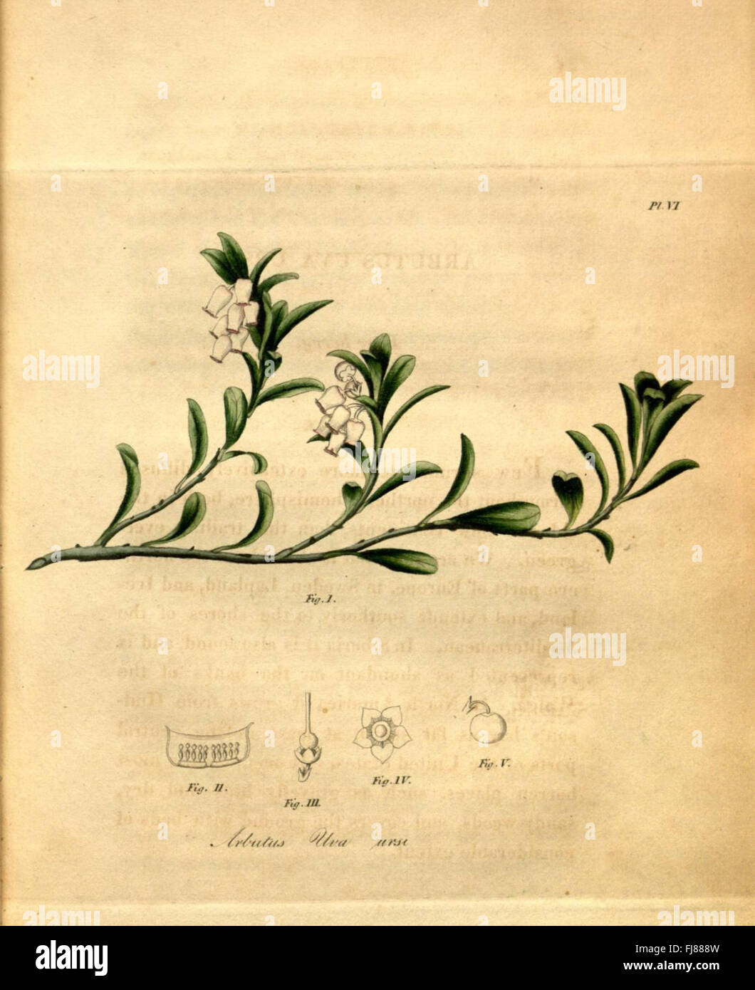 An illustration from American Medical Botany showcasing medicinal ...