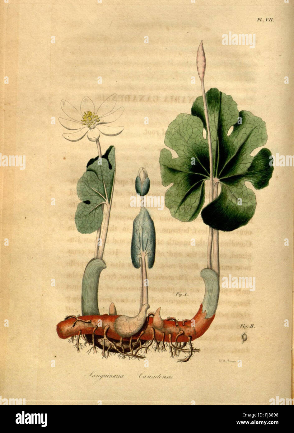 American medical botany (Pl. VII Stock Photo - Alamy