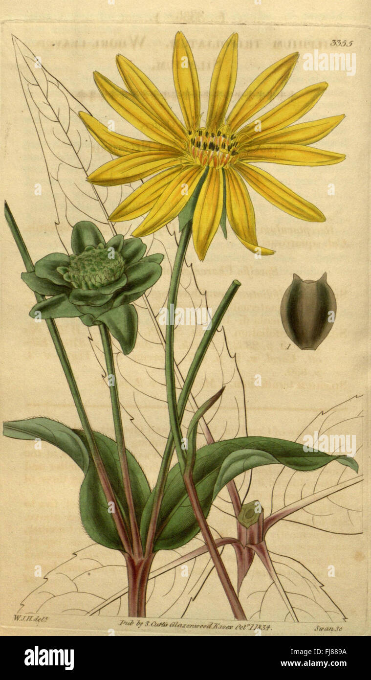 A scientific botanical periodical featuring detailed plant ...