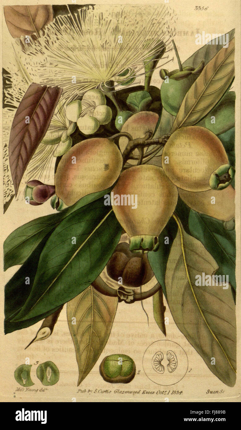 Peter h raven library periodicals pictorial works botany hi-res stock ...
