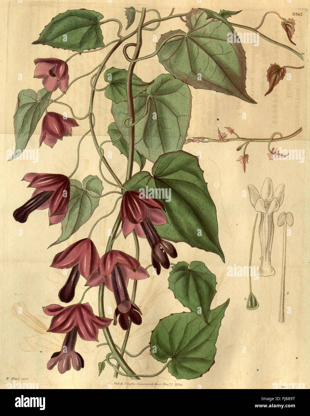 A publication showcasing detailed botanical illustrations and ...