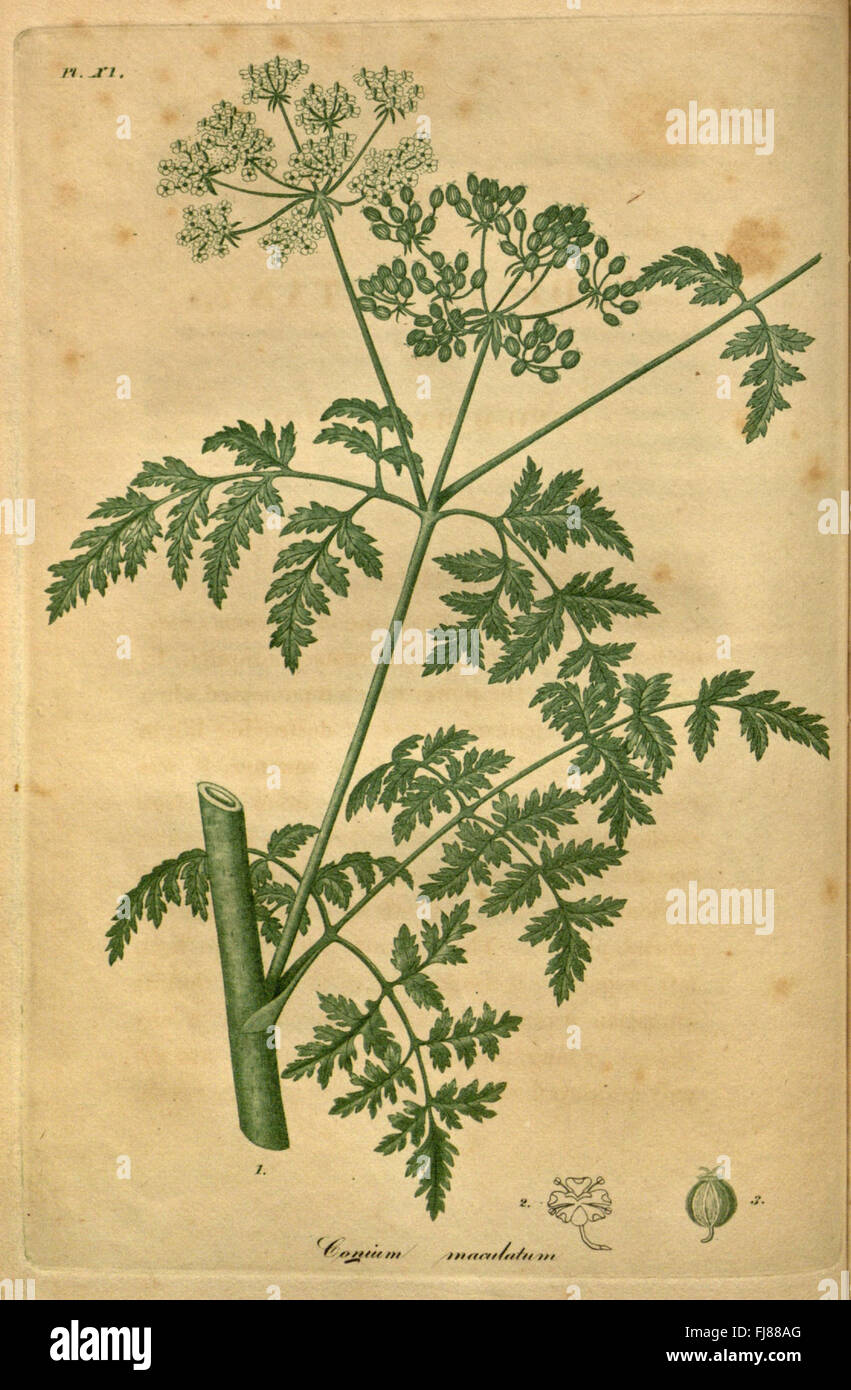 Illustration of medicinal plants from American medical botany ...