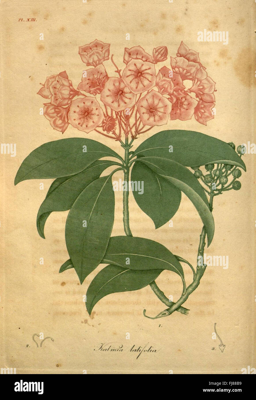 A study of American medical botany with focus on medicinal plants ...