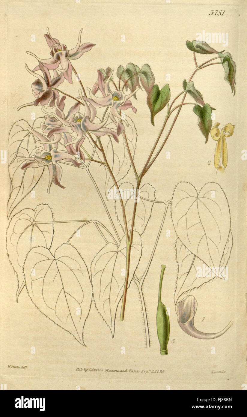 An illustration from Curtis's Botanical Magazine, showcasing another ...
