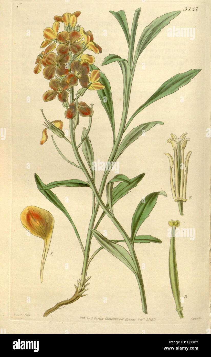 An illustration from Curtis's Botanical Magazine, Plate 3757, held in ...