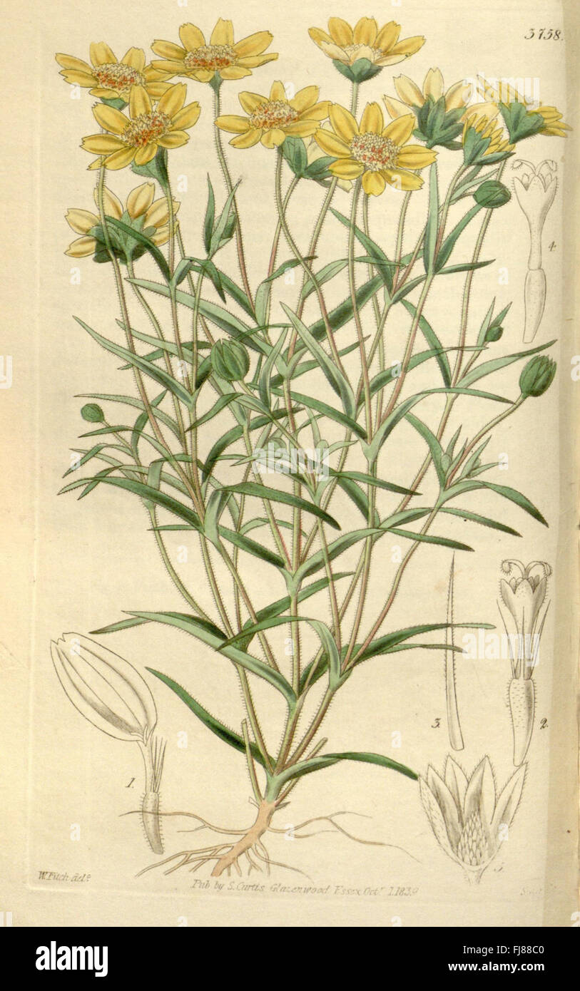 Botanical illustration from Curtis's Botanical Magazine, depicting rare ...