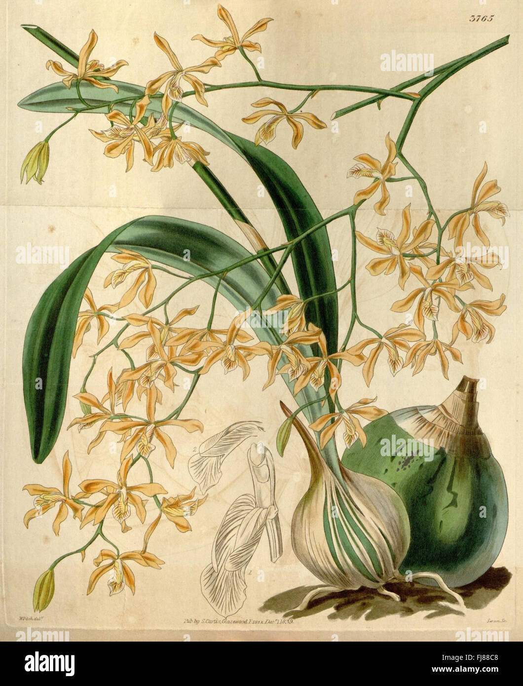 A botanical illustration from Curtis's Magazine, showcasing a rare ...
