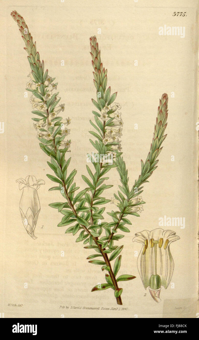 Botany, Missouri Botanical Garden, Peter H. Raven Library, Periodicals ...