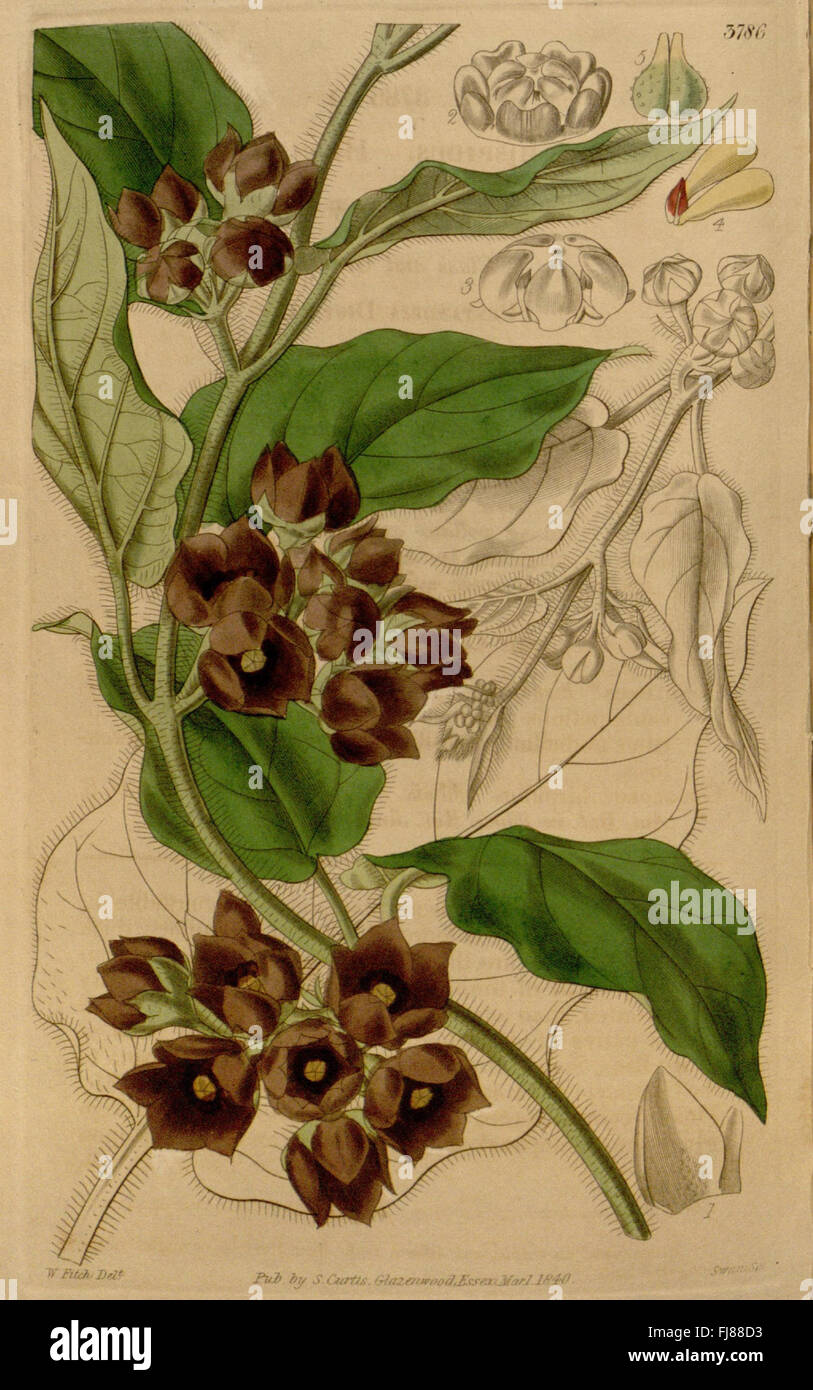 Illustrated botanical periodical featuring plant descriptions, taxonomy ...