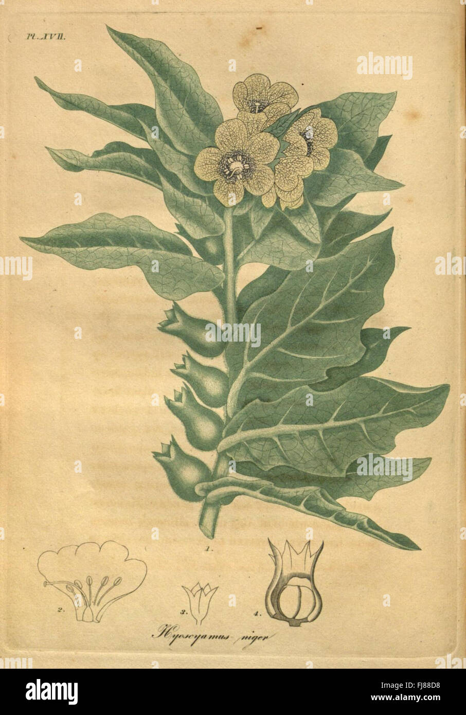 American medical botany (Pl. XVII), Botany, Medical Materia medica ...