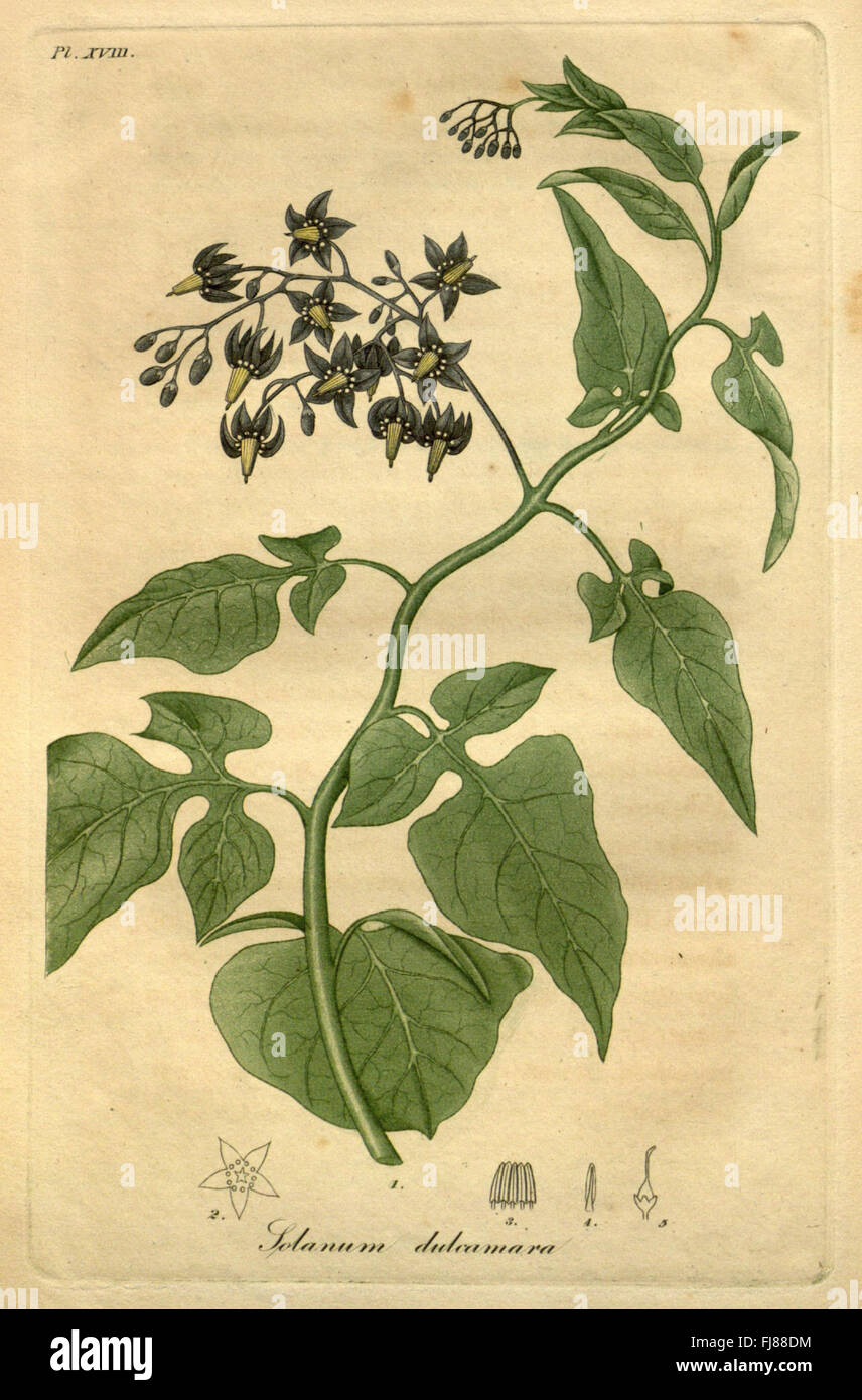 Plate XVIII from 'American Medical Botany', focusing on medicinal ...