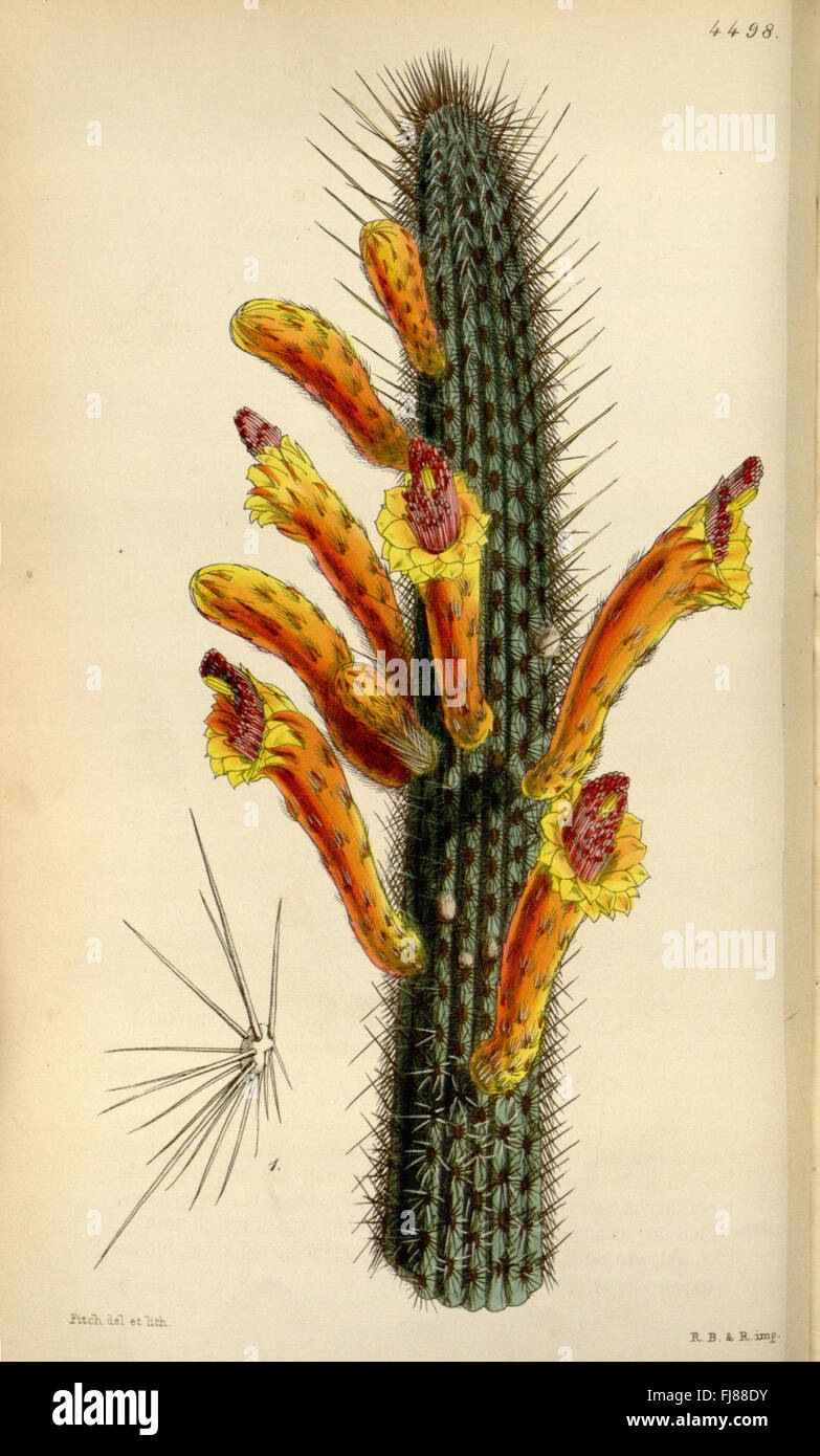 A botanical illustration from 'Curtis's Botanical Magazine,' featuring ...