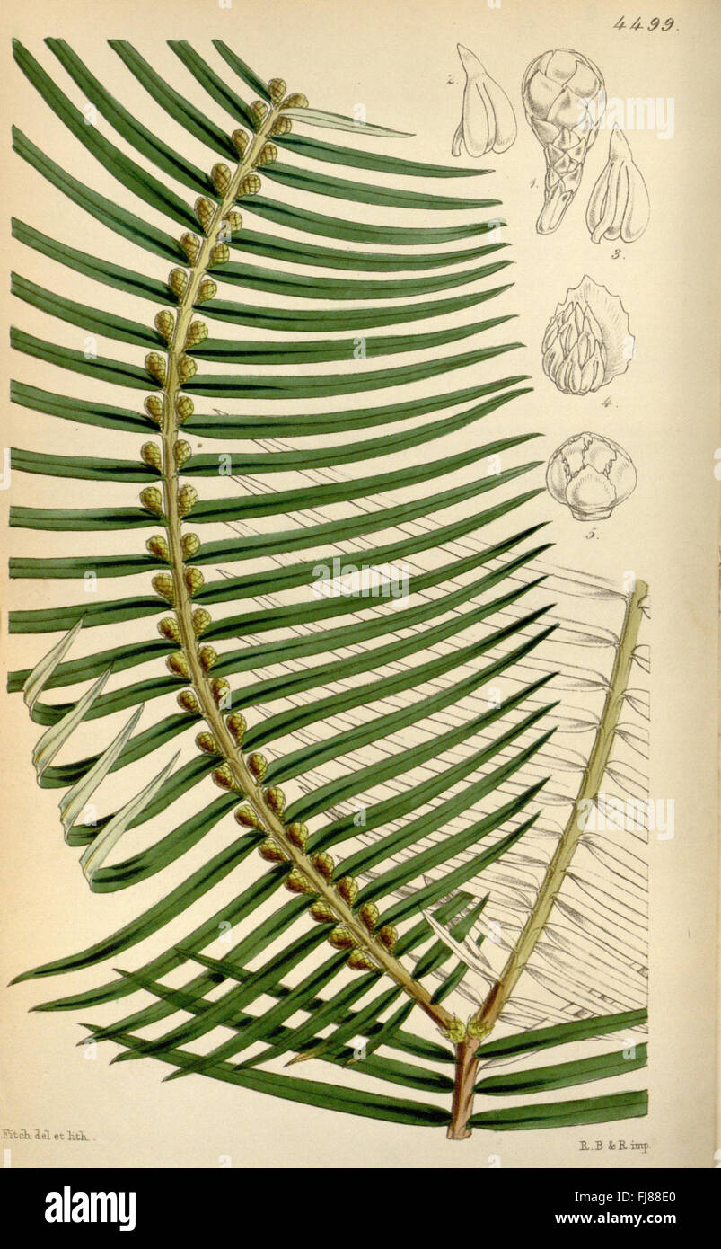 An illustration from *Curtis's Botanical Magazine*, showcasing detailed ...