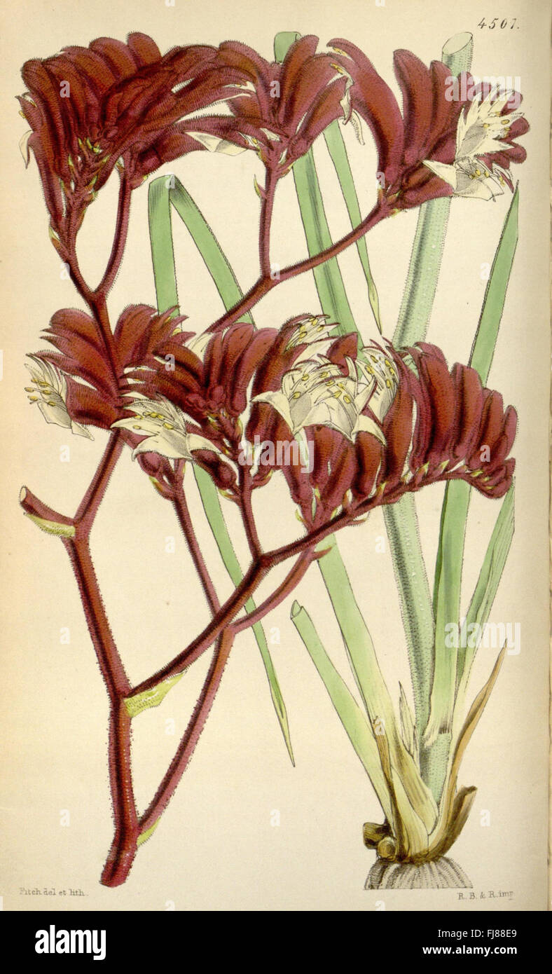 Curtis's Botanical Magazine, botany, Missouri Botanical Garden, Peter H ...