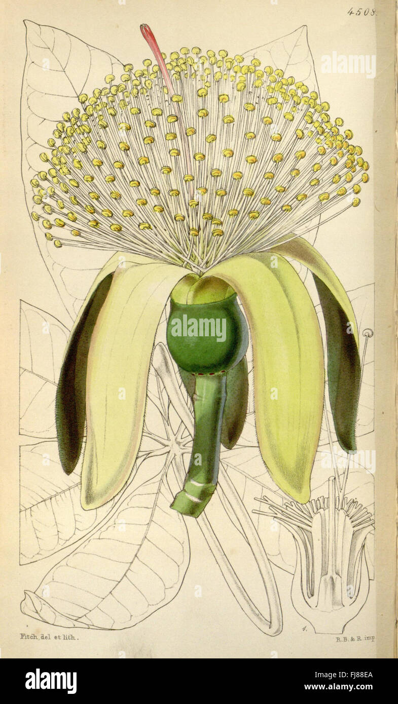 Botany, botanical illustrations, plant species, plant classification ...