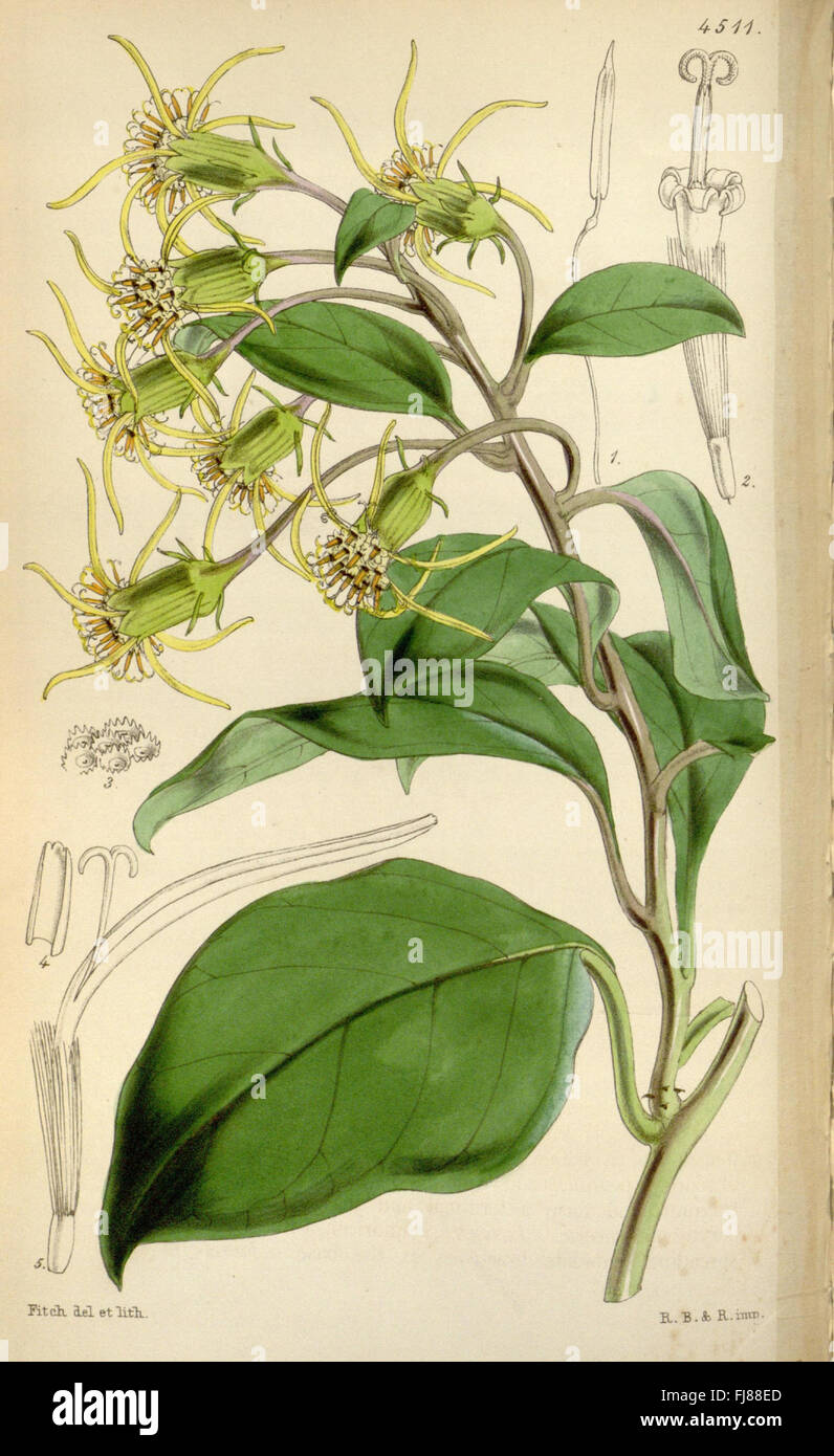 A scientific botanical periodical featuring detailed plant ...