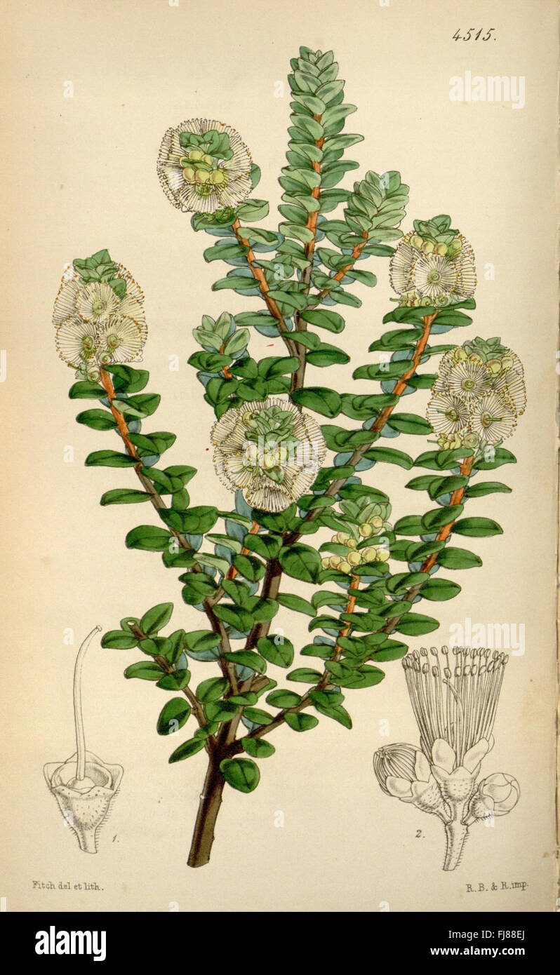 Curtis's botanical magazine (Tab. 4515) - A Botanical Illustration from ...