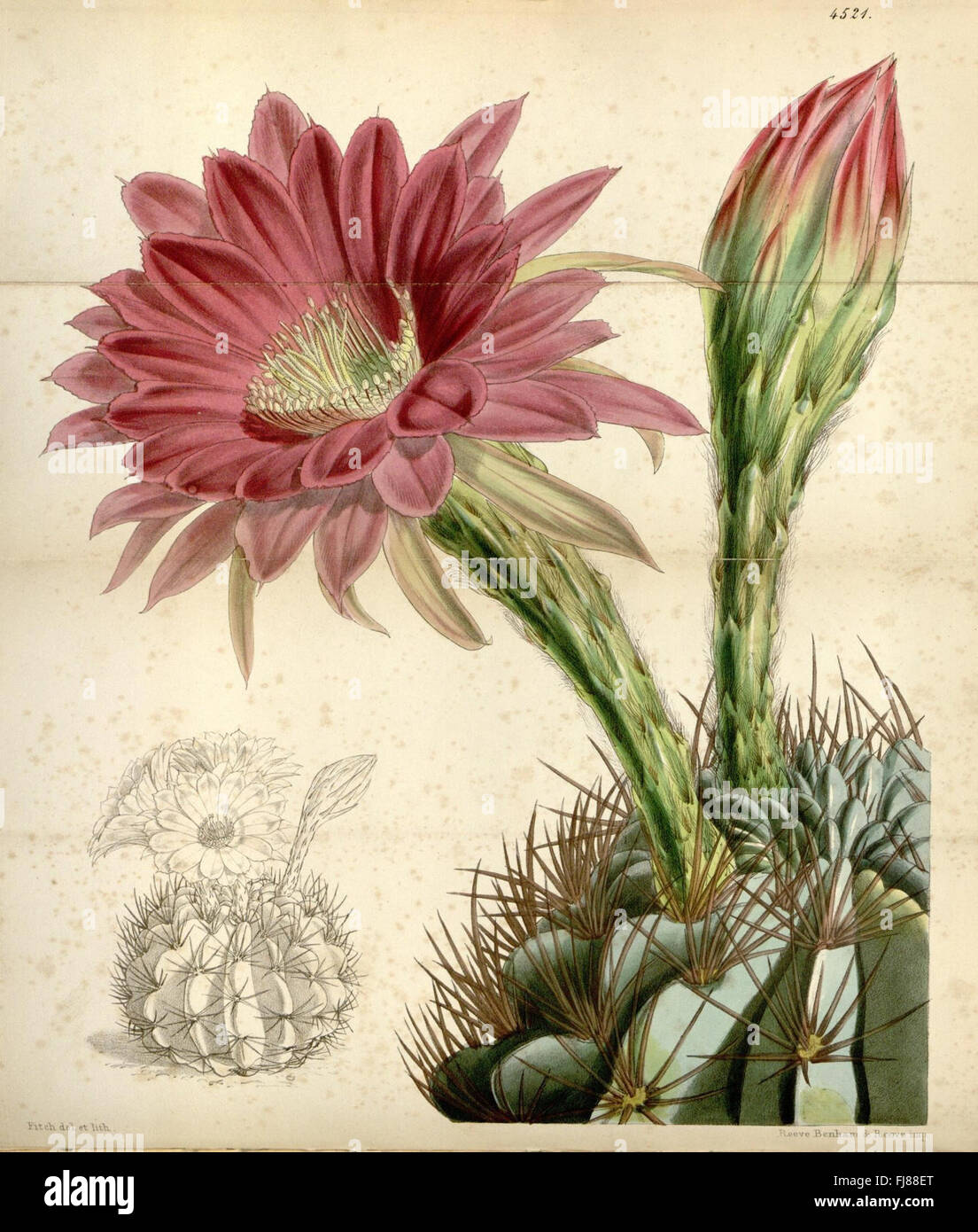 An illustrated botanical periodical, featuring plant species and ...