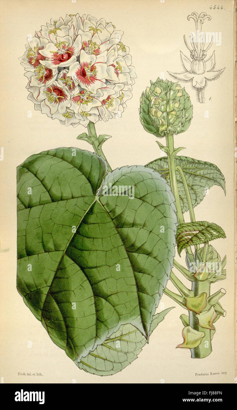 An illustrated botanical publication from Curtis's Botanical Magazine ...