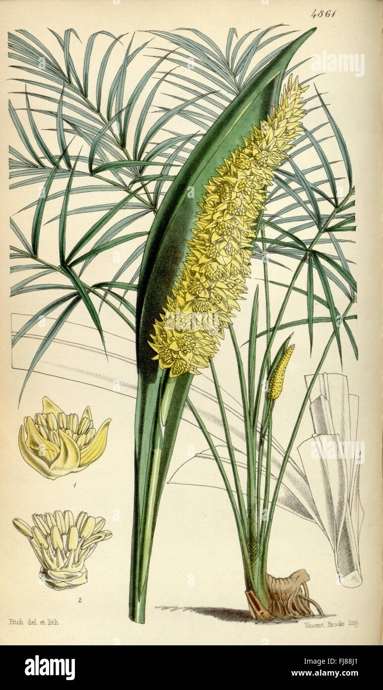 Curtis's Botanical Magazine: A Detailed Exploration of Plants and Flora ...