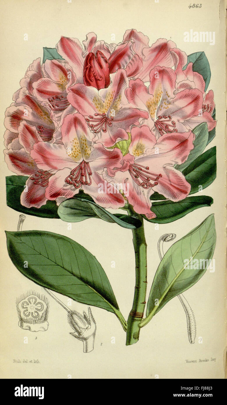 Botany, Missouri Botanical Garden, Peter H. Raven Library, Periodicals ...