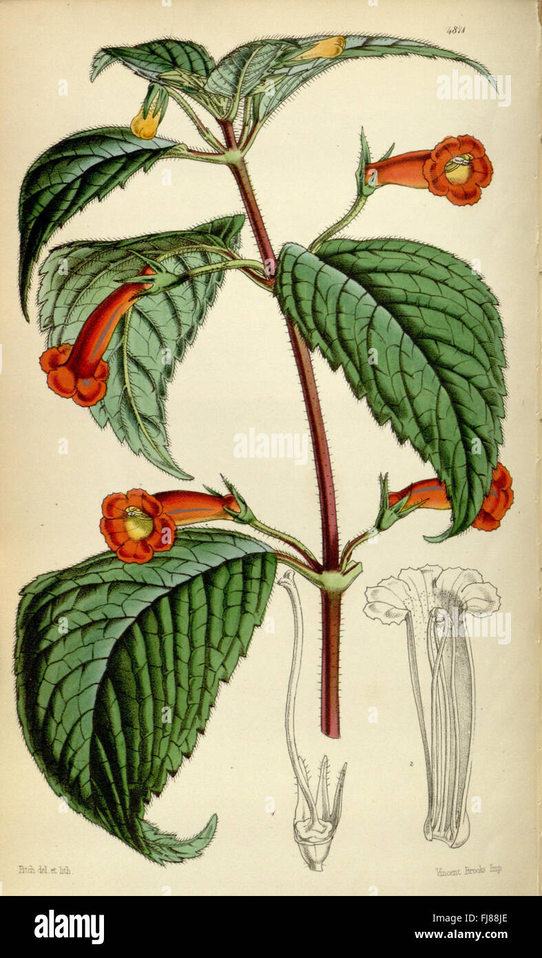 Curtis's botanical magazine (Tab. 4871), Botany Missouri Botanical ...