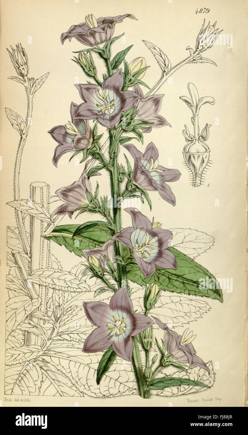 Curtis's Botanical Magazine, Missouri Botanical Garden, Peter H. Raven ...