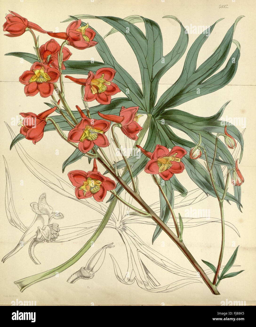 Curtis's Botanical Magazine (Tab. 4887 Stock Photo - Alamy