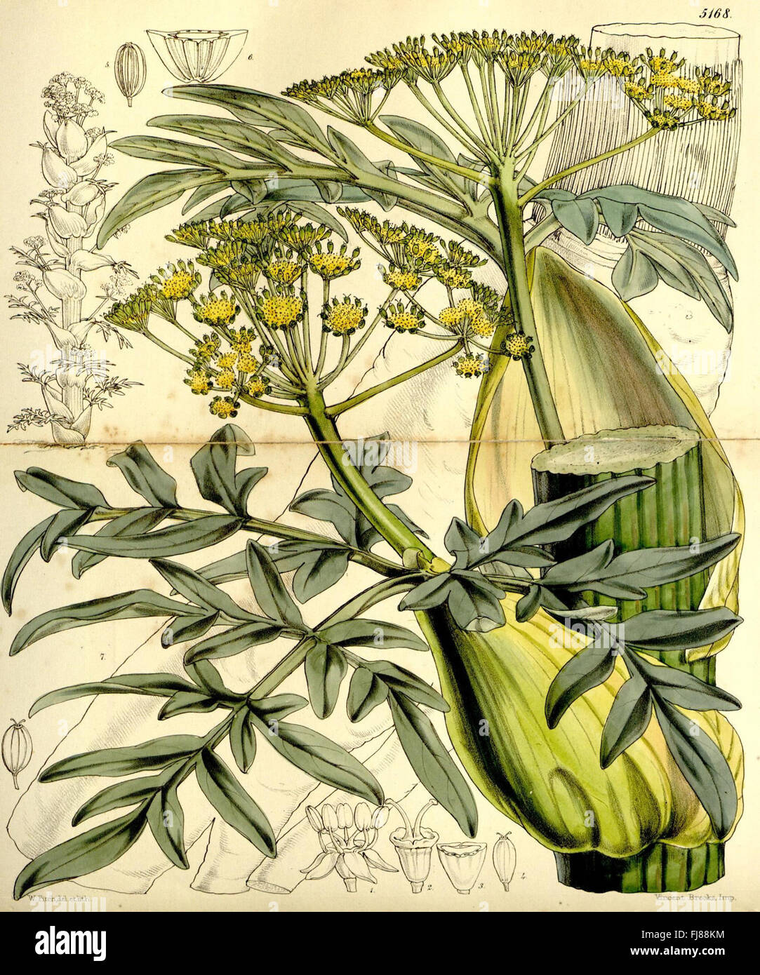 A detailed botanical magazine featuring plant species and botanical ...