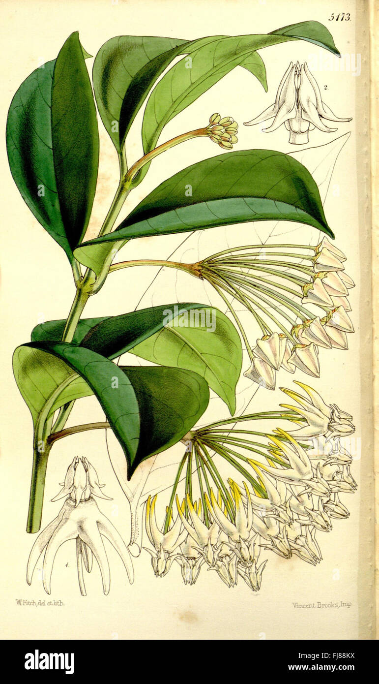 A renowned botanical periodical featuring scientifically illustrated ...