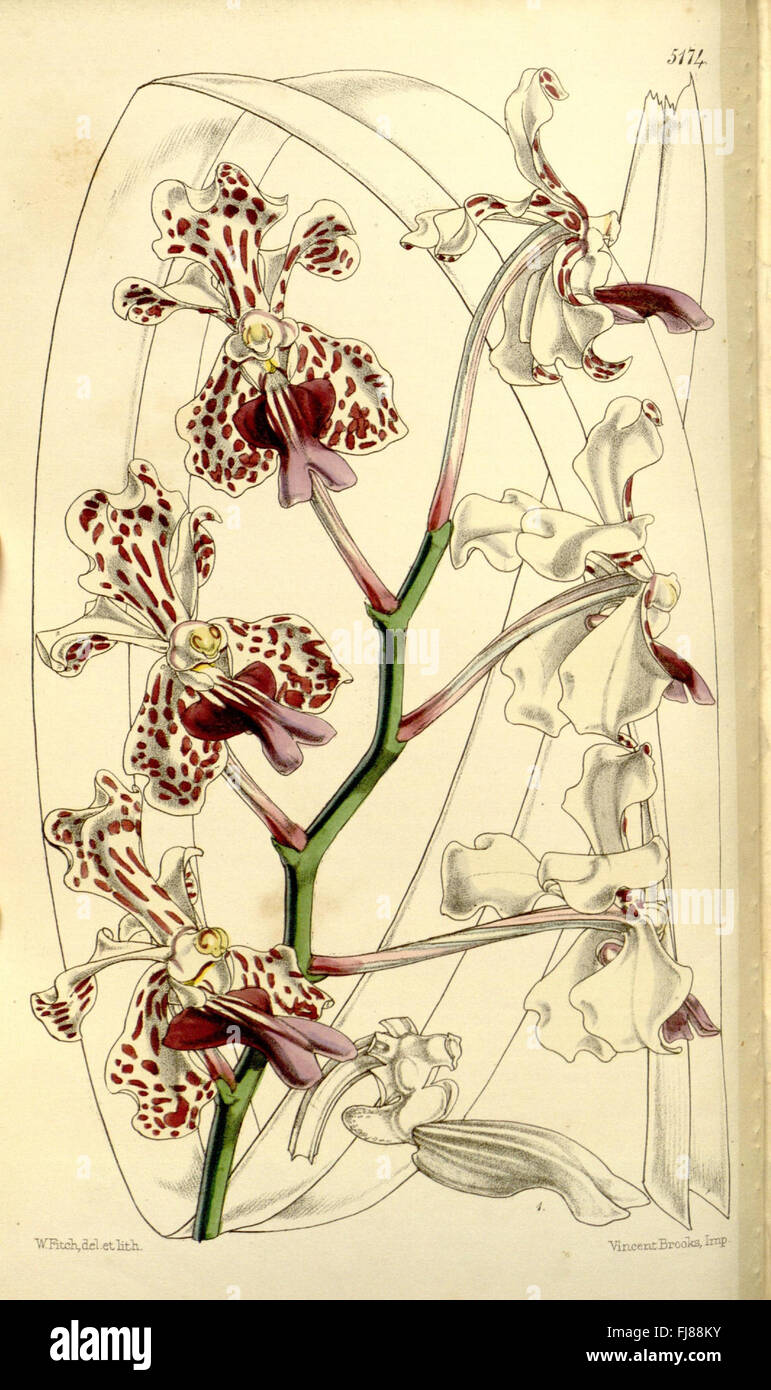 An edition of Curtis's Botanical Magazine, showcasing botanical species ...