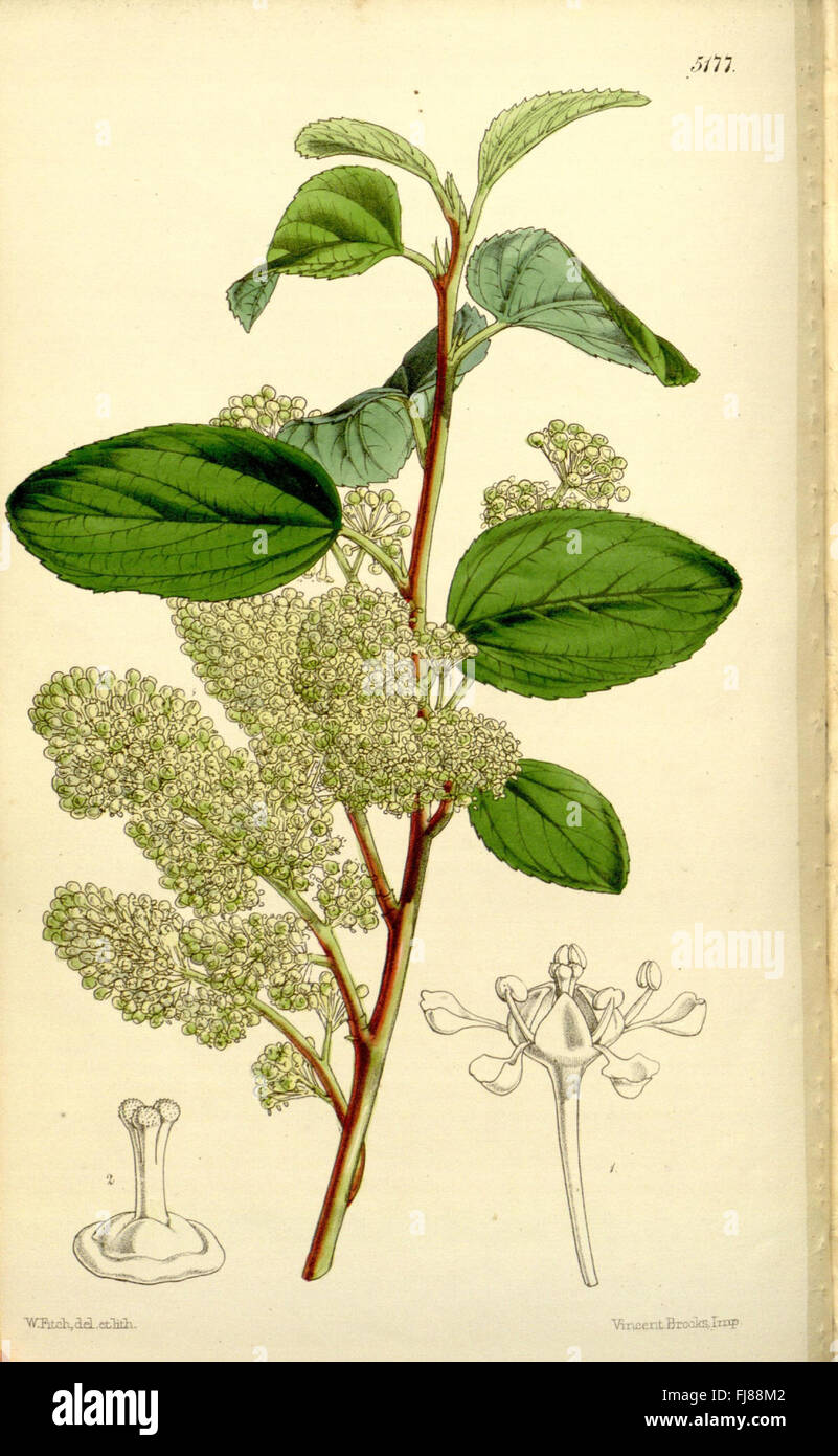 Illustrated botanical magazine featuring plant descriptions, taxonomy ...