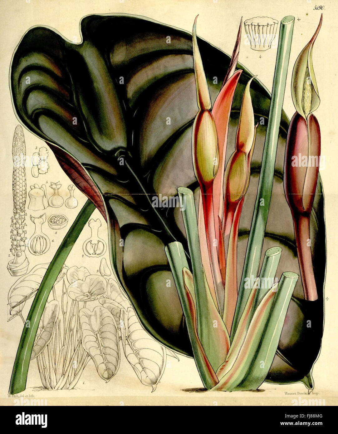 Curtis's botanical magazine (Tab. 5190 Stock Photo - Alamy