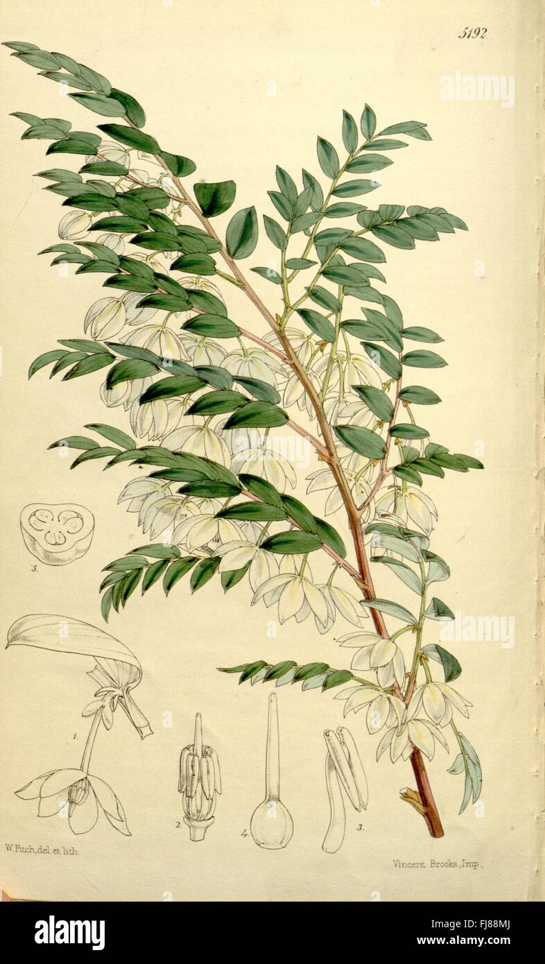 Detailed botanical drawings showcasing hi-res stock photography and ...