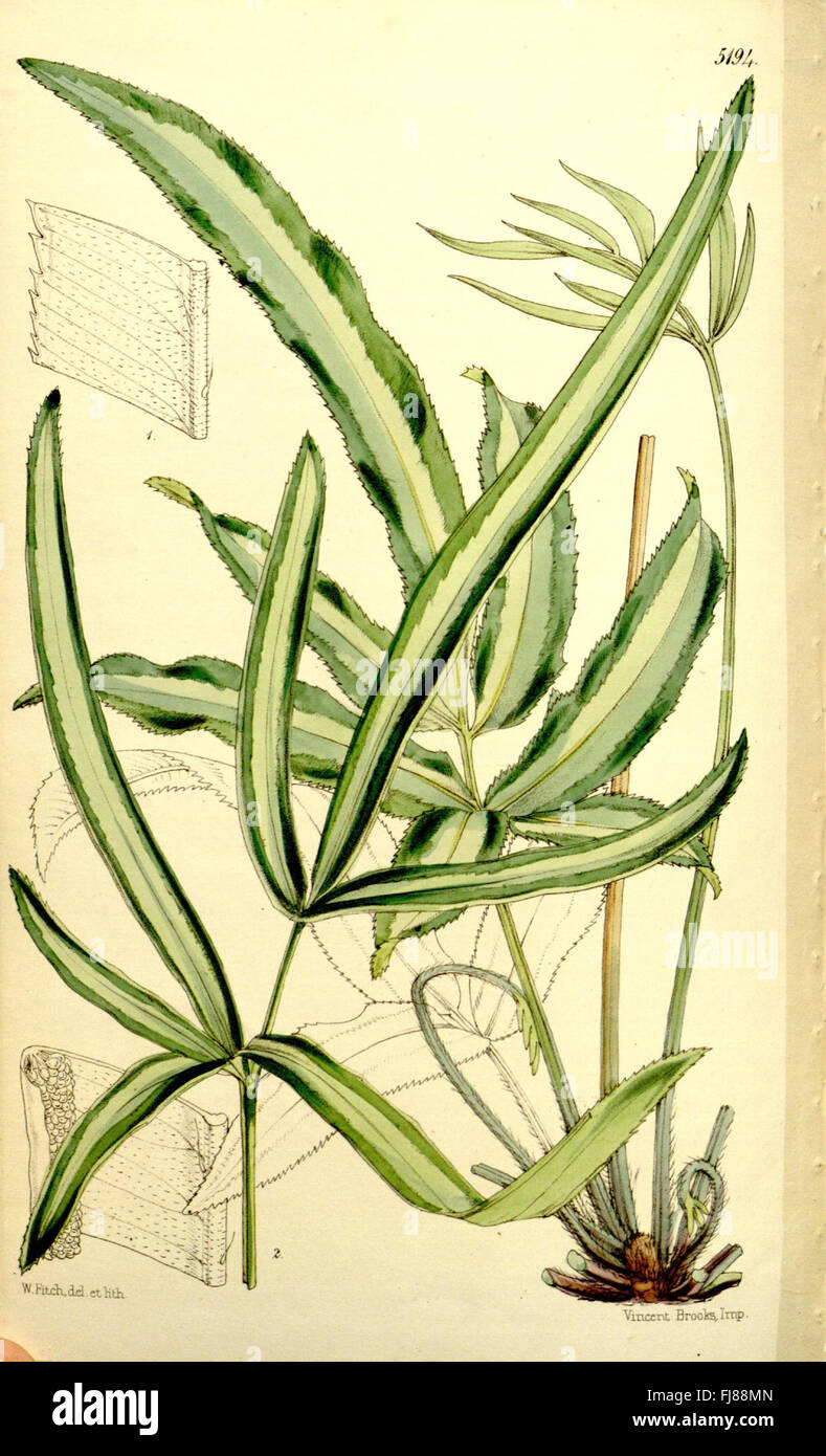 A botanical illustration from Curtis's Botanical Magazine featuring ...