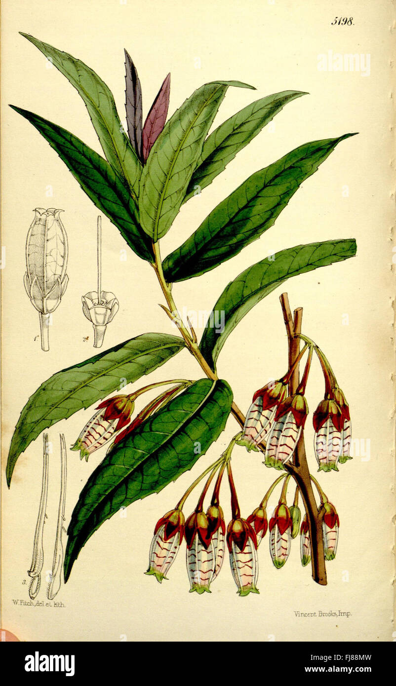 A 19th-century botanical periodical, Curtis's Botanical Magazine ...