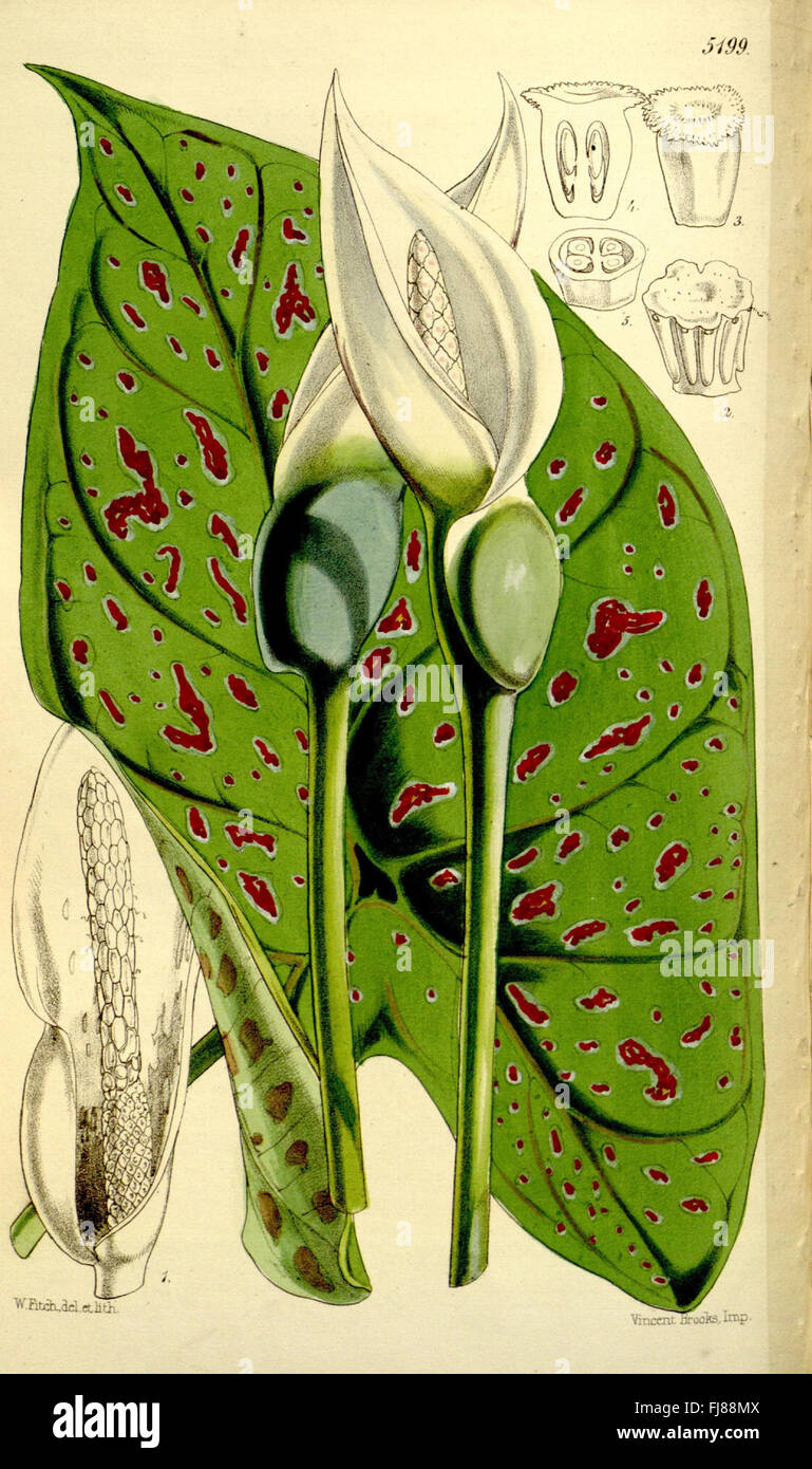 Curtis's Botanical Magazine, Tab. 5199: A detailed botanical ...