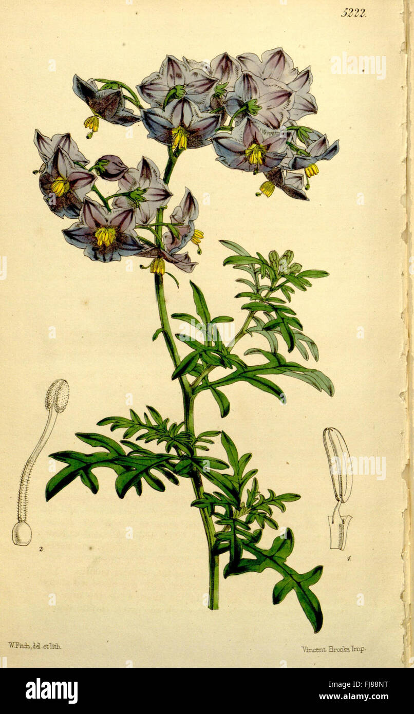 A detailed botanical illustration from Curtis's Botanical Magazine ...