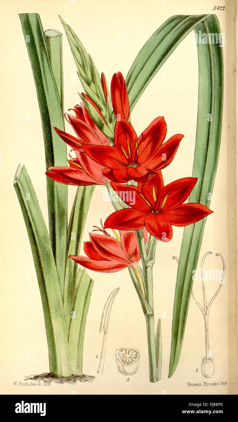Curtis's botanical magazine (Tab. 5422) ,Botany Missouri Botanical ...