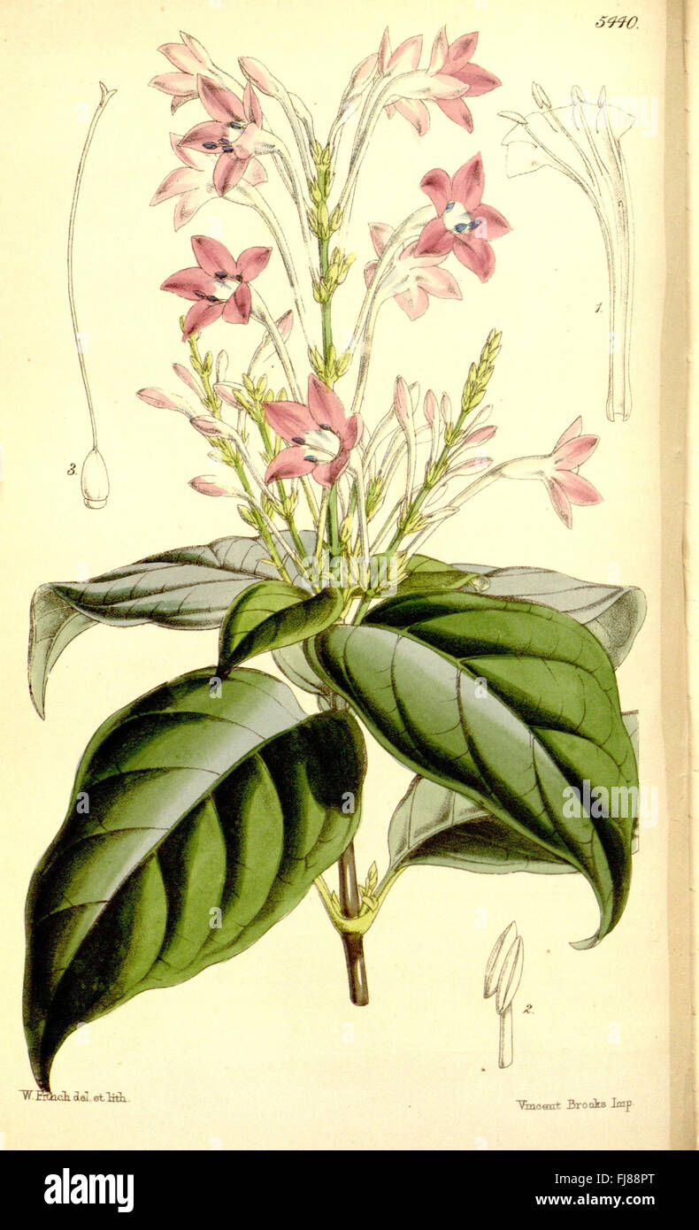 Curtis's botanical magazine (Tab. 5440 Stock Photo - Alamy