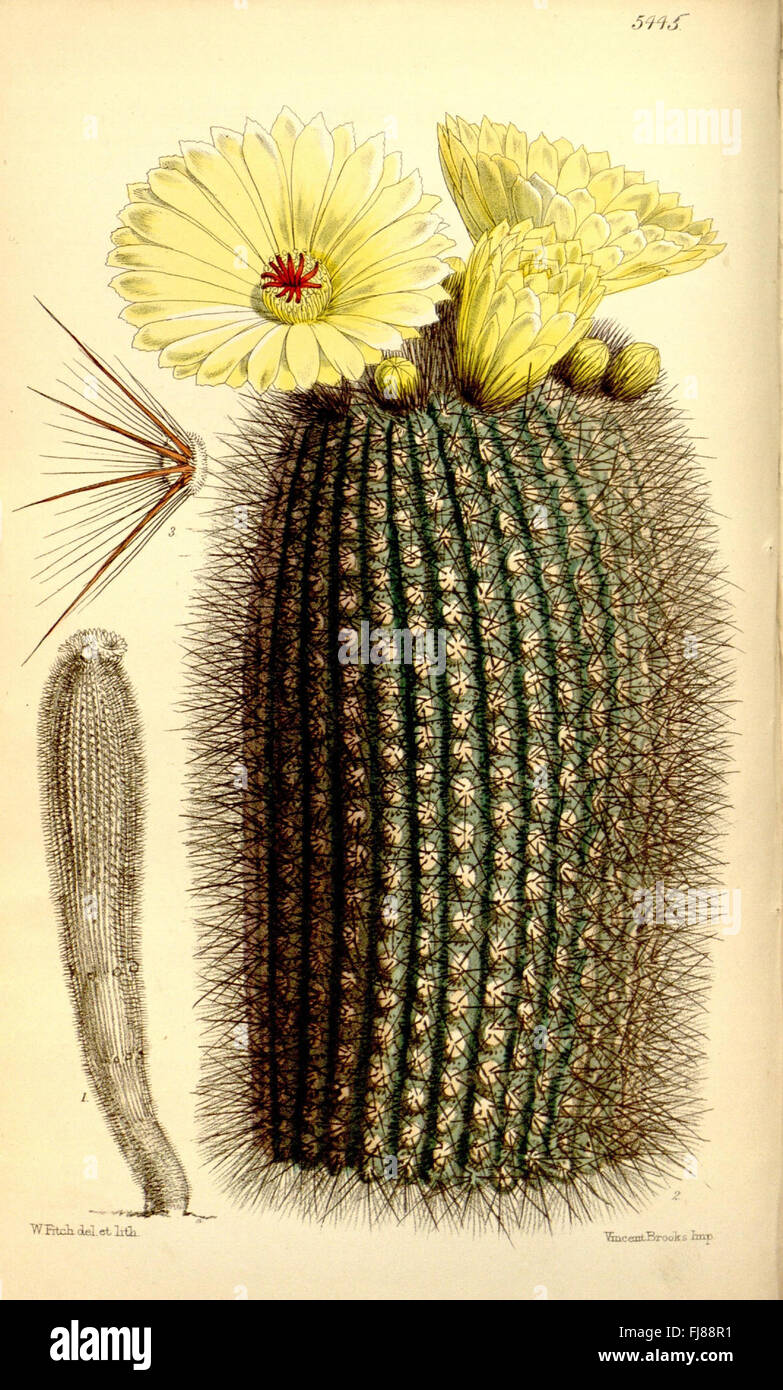 An illustration from Curtis's Botanical Magazine, showcasing a specific ...