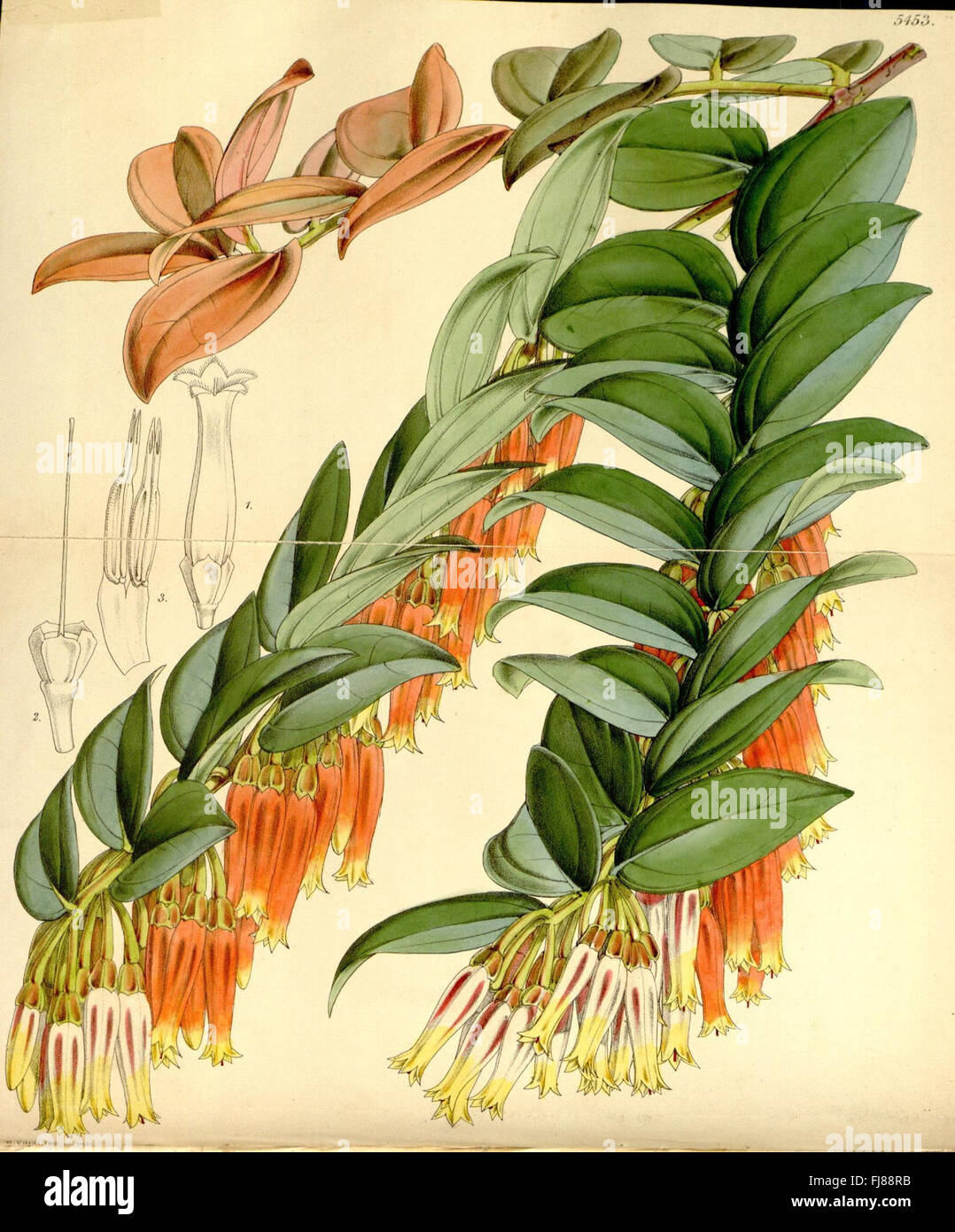 Curtis's Botanical Magazine (Tab. 5453 Stock Photo - Alamy