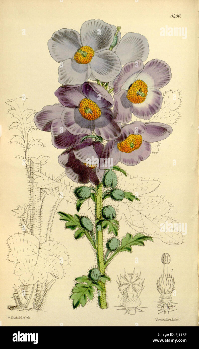 Curtis's Botanical Magazine (Tab. 5456), featuring detailed botanical ...