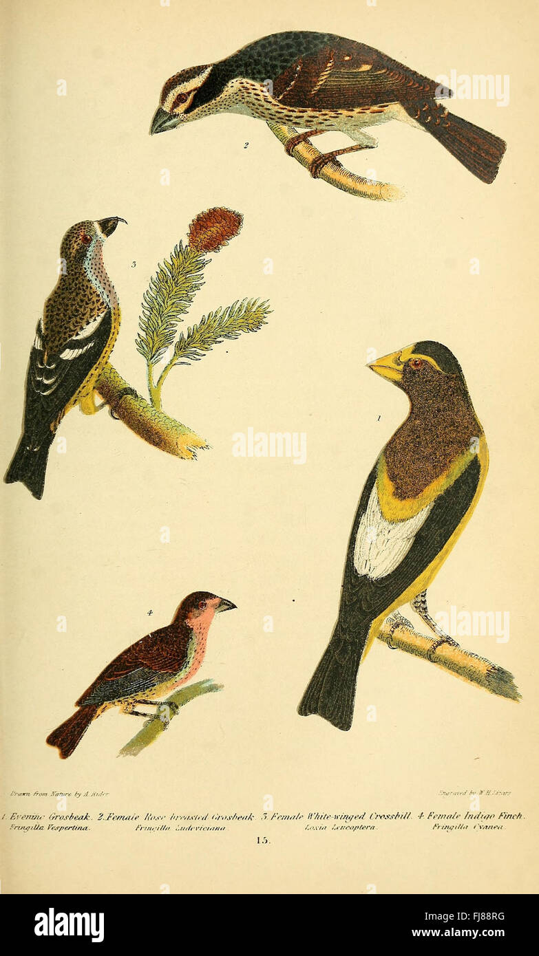 American ornithology; or, The natural history of the birds of the ...