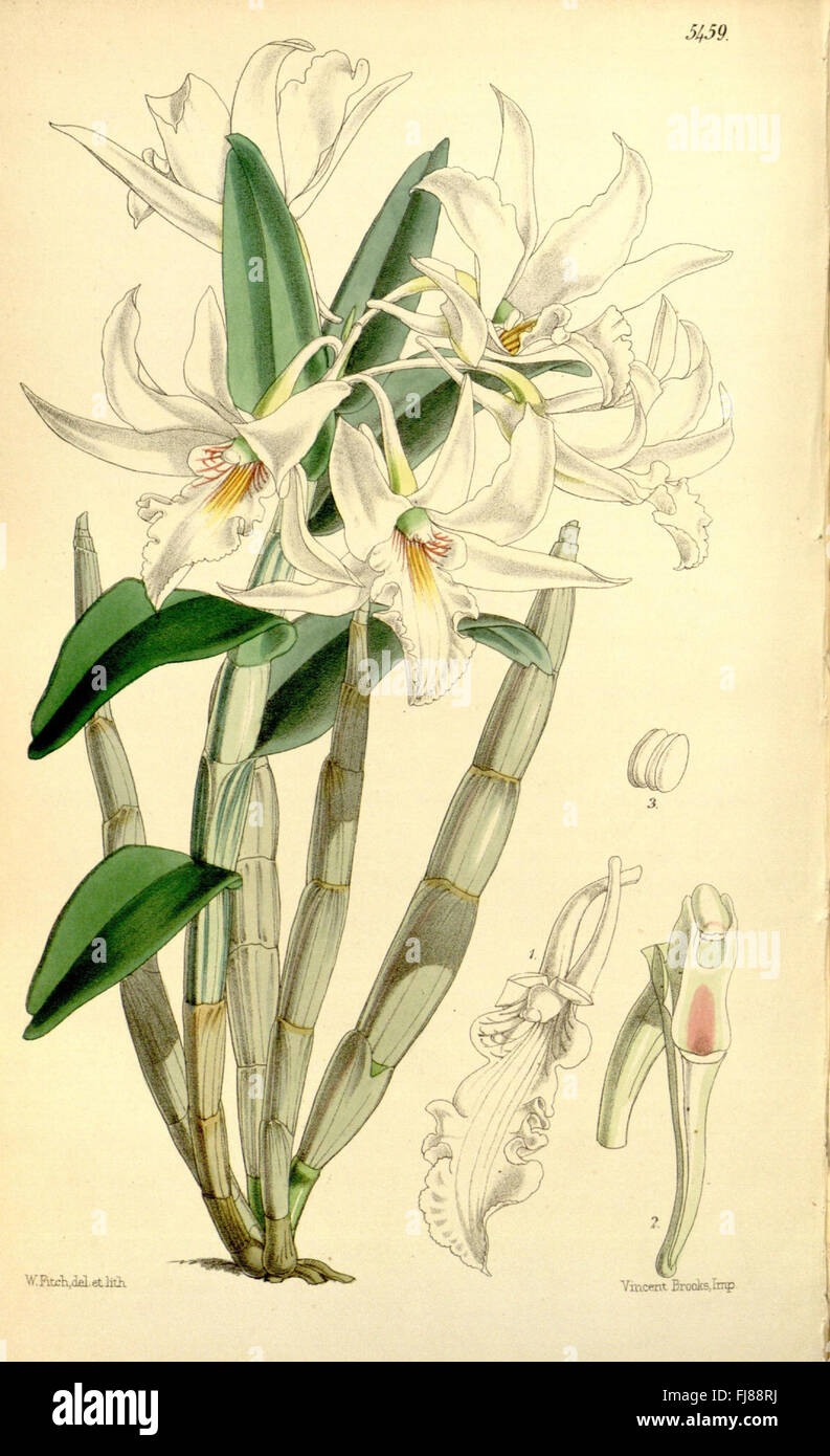 A periodical botanical magazine featuring scientific illustrations and ...
