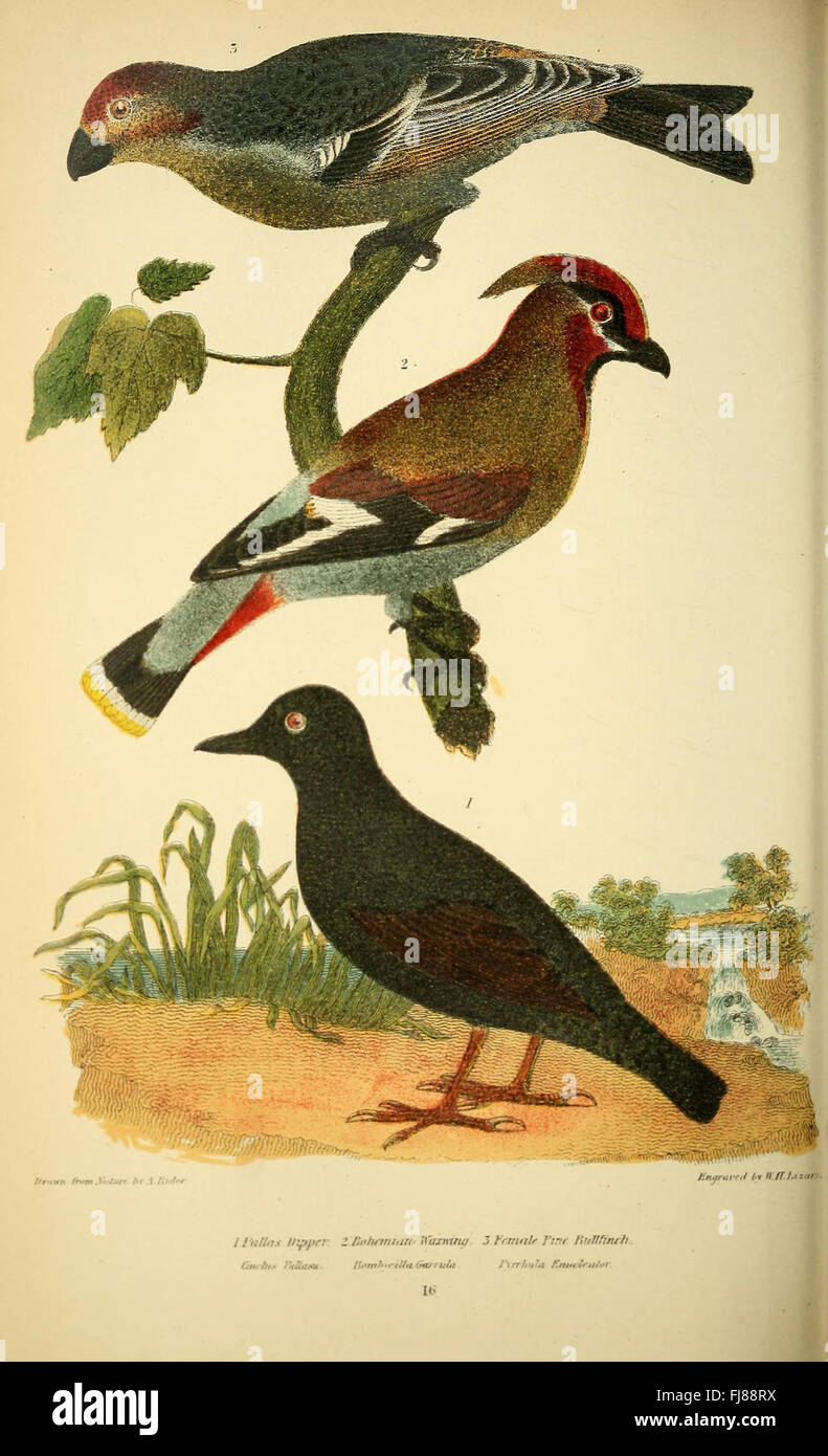 American ornithology natural history hi-res stock photography and ...